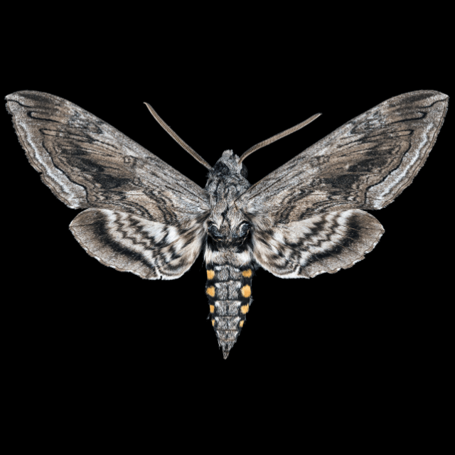 Discover Tomato Hornworm: Lifecycle, Diet, Facts, and More | BugBrief