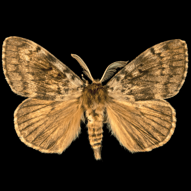 Discover Gypsy Moth: Lifecycle, Diet, Facts, and More | BugBrief