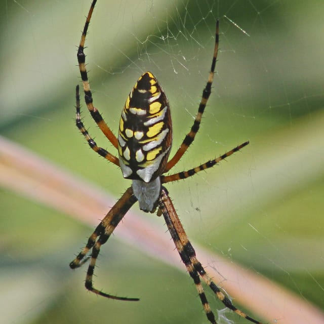 Discover Garden Spider: Lifecycle, Diet, Facts, and More | BugBrief
