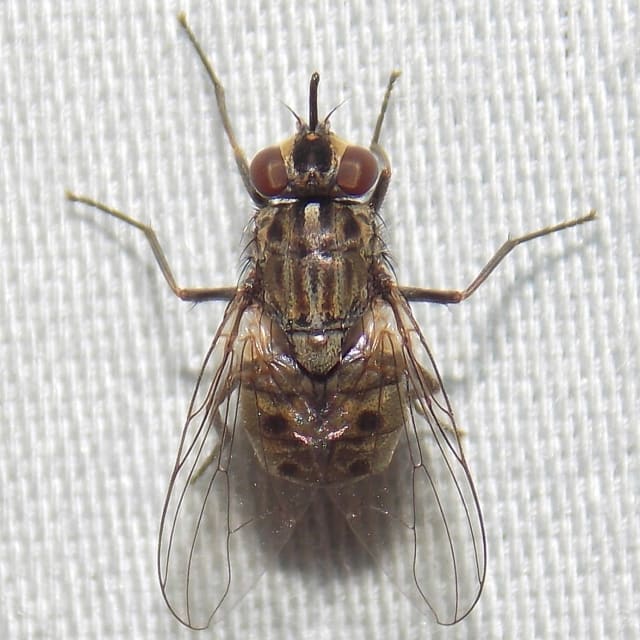 Discover Stable Fly: Lifecycle, Diet, Facts, and More | BugBrief