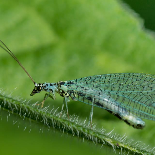 Discover Lacewing: Lifecycle, Diet, Facts, and More | BugBrief