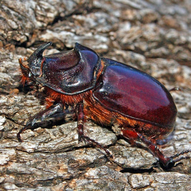 Discover Rhinoceros Beetle: Lifecycle, Diet, Facts, and More | BugBrief