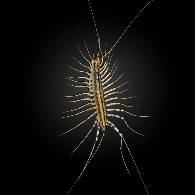 Discover House Centipede: Lifecycle, Diet, Facts, and More | BugBrief