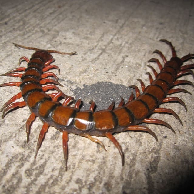 Discover Giant Centipede: Lifecycle, Diet, Facts, and More | BugBrief