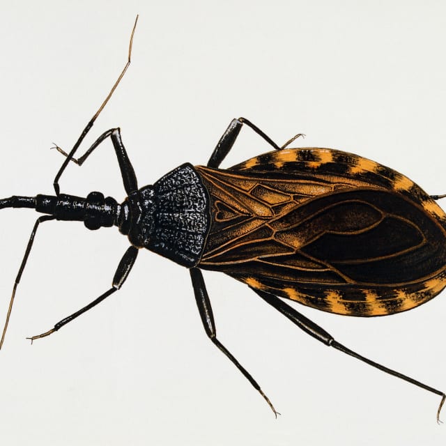 Discover Kissing Bug: Lifecycle, Diet, Facts, and More | BugBrief