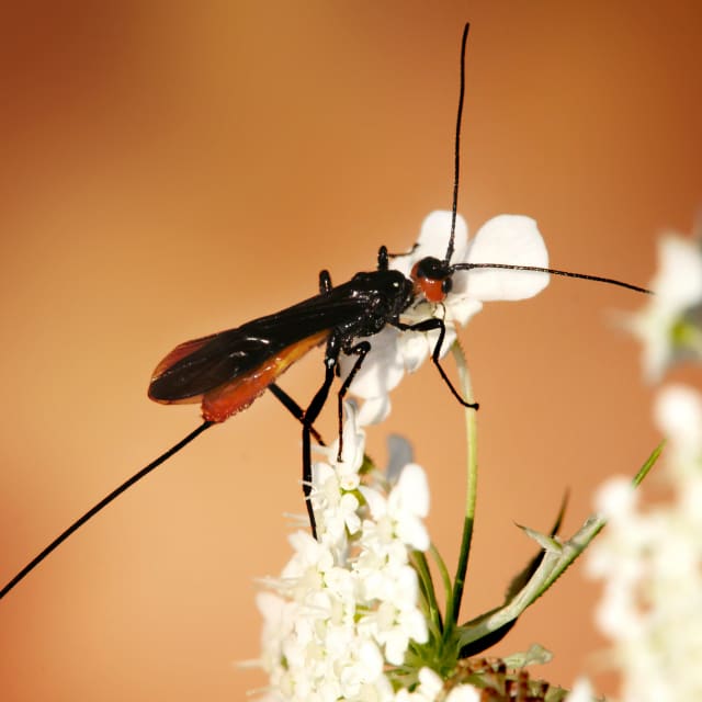 Discover Braconid Wasps: Lifecycle, Diet, Facts, and More | BugBrief