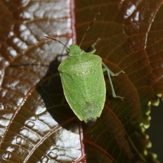 Discover Shield Bug: Lifecycle, Diet, Facts, and More | BugBrief