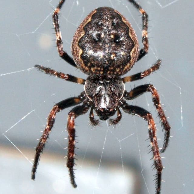 Discover Black Orb Weaver Spider: Lifecycle, Diet, Facts, and More ...
