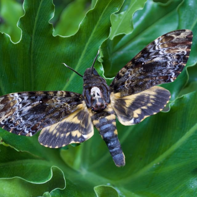 Discover Death's-head Hawkmoth: Lifecycle, Diet, Facts, and More | BugBrief