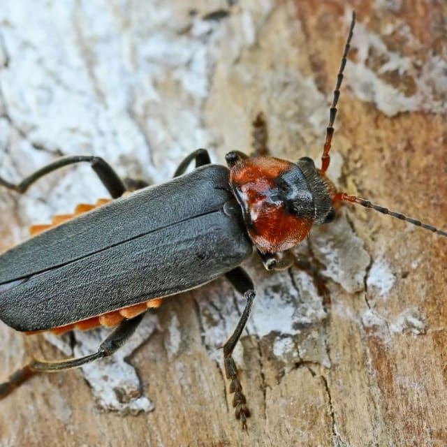 Discover Common Soldier Beetle: Lifecycle, Diet, Facts, and More | BugBrief