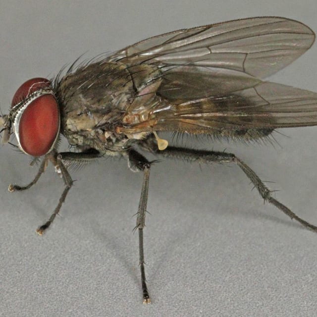 Discover Little House Fly: Lifecycle, Diet, Facts, and More | BugBrief