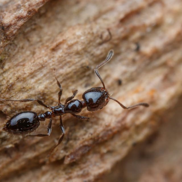 Discover Little Black Ant: Lifecycle, Diet, Facts, and More | BugBrief