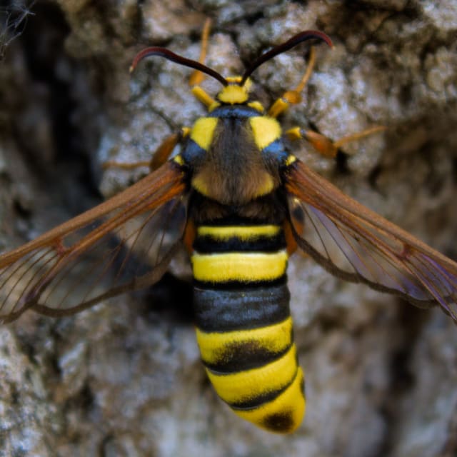 Discover Hornet Moth: Lifecycle, Diet, Facts, and More | BugBrief