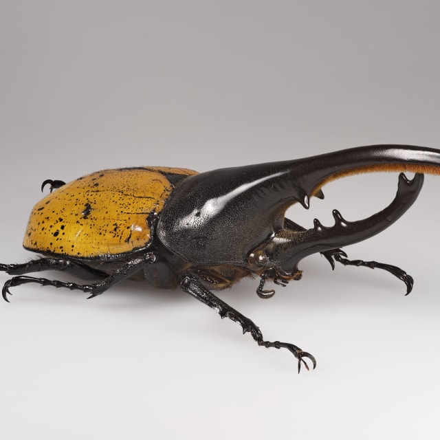 Discover Hercules Beetle: Lifecycle, Diet, Facts, and More | BugBrief