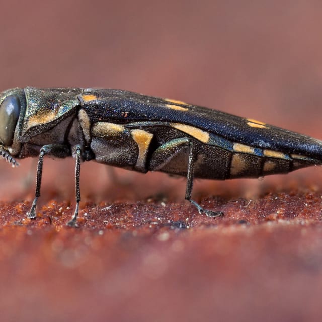 Discover Goldspotted Oak Borer: Lifecycle, Diet, Facts, and More | BugBrief