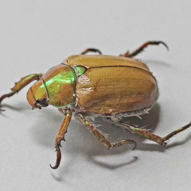 Discover Goldsmith Beetle: Lifecycle, Diet, Facts, and More | BugBrief
