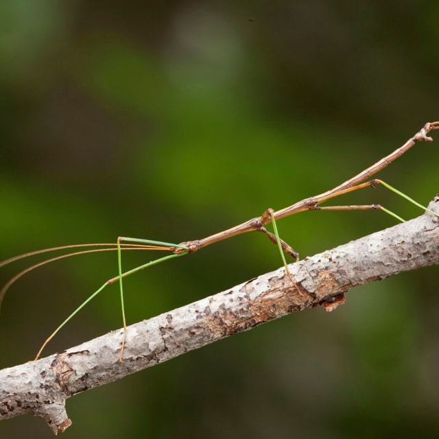 Discover Ghost Insect: Lifecycle, Diet, Facts, and More | BugBrief