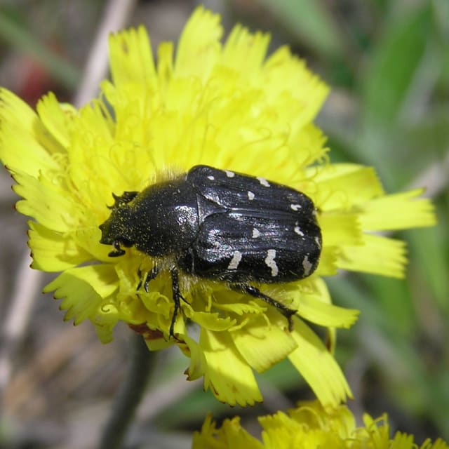 Discover Flower Beetle: Lifecycle, Diet, Facts, and More | BugBrief
