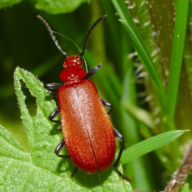 Discover Fire Colored Beetle: Lifecycle, Diet, Facts, and More | BugBrief
