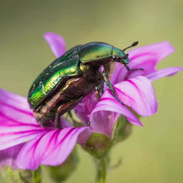 Discover Figeater Beetle: Lifecycle, Diet, Facts, and More | BugBrief