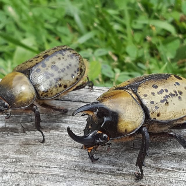 Discover Eastern Hercules Beetle: Lifecycle, Diet, Facts, and More ...
