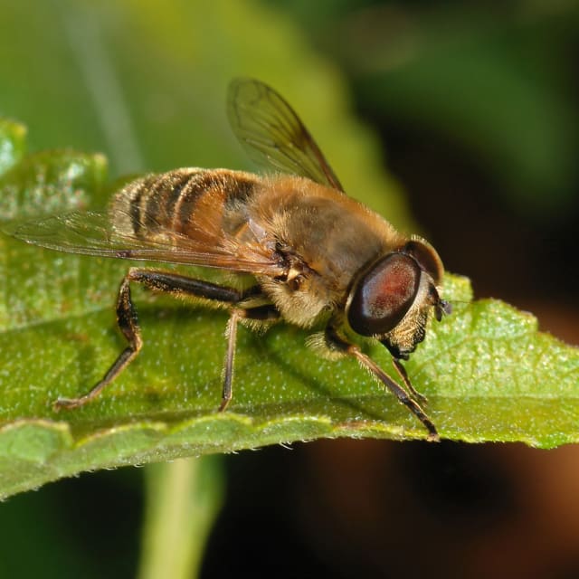 Discover Drone Fly: Lifecycle, Diet, Facts, and More | BugBrief