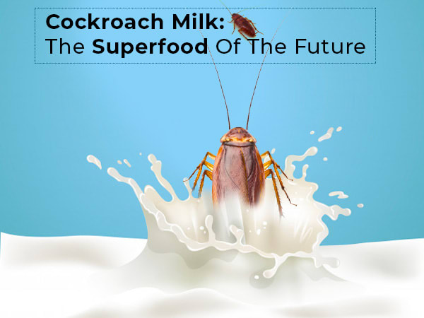 The Power of Cockroach Milk: Health Benefits and its Potential in a ...