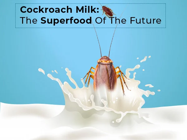 The Power of Cockroach Milk: Health Benefits and its Potential in a ...