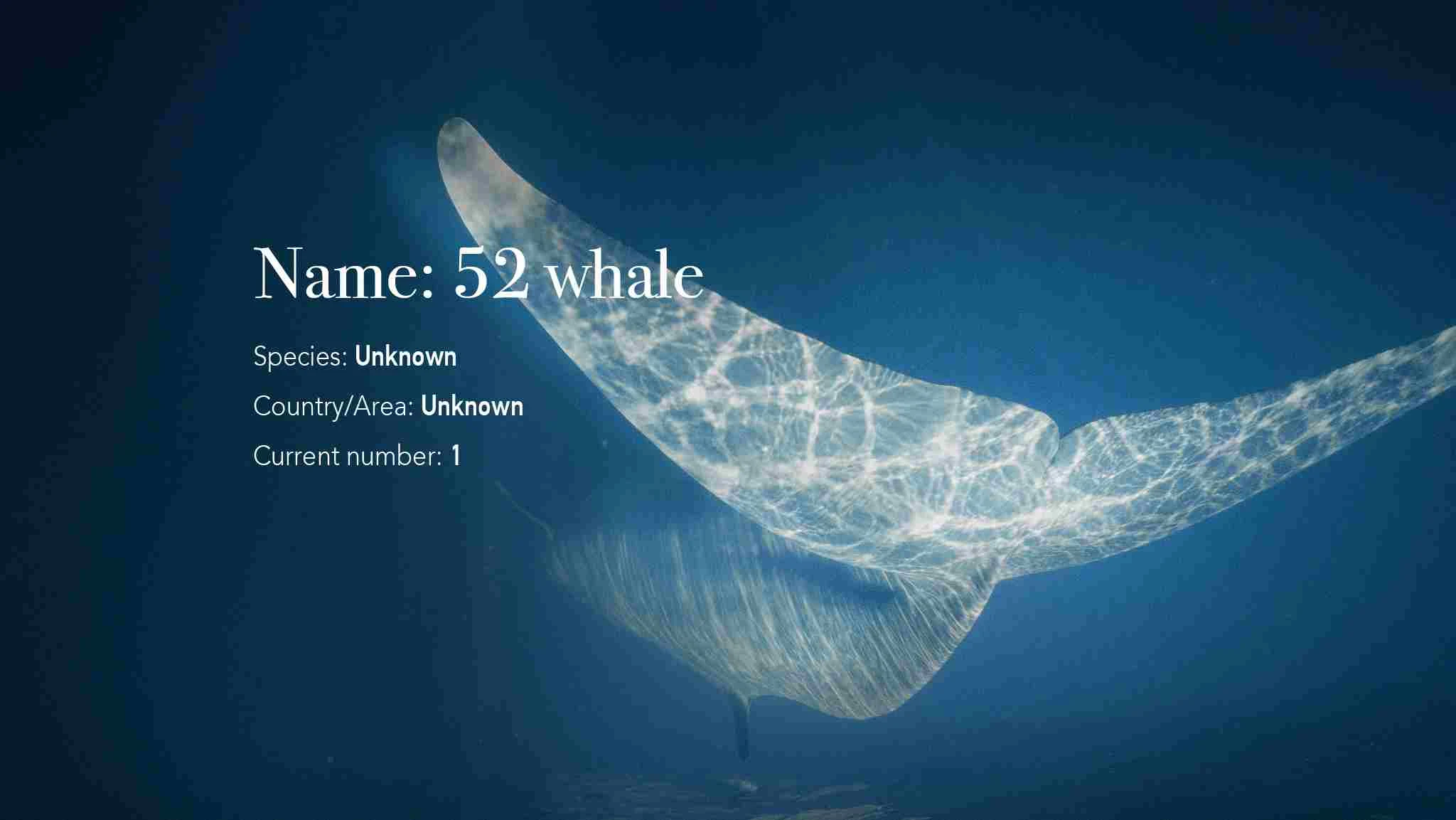 The Enigmatic 52Hz Whale:The Mystery of the Loneliest Creature in the ...