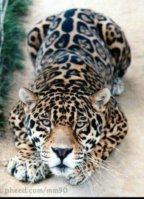 Wild Hybrids: The Fascinating World of Inter-Species Big Cat Breeding ...