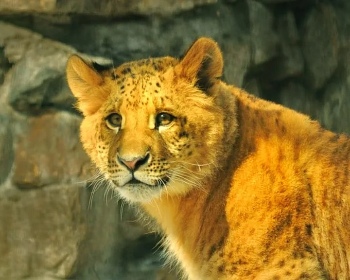 Wild Hybrids: The Fascinating World of Inter-Species Big Cat Breeding ...