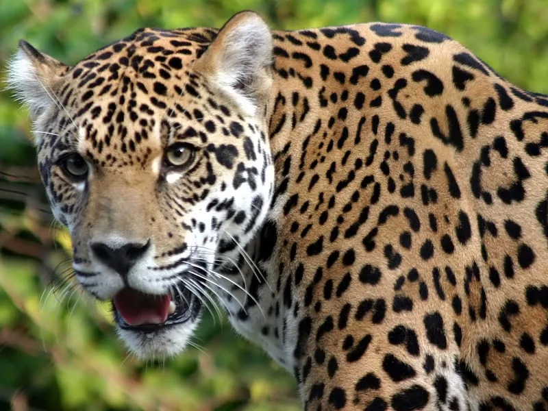 Wild Hybrids: The Fascinating World of Inter-Species Big Cat Breeding ...
