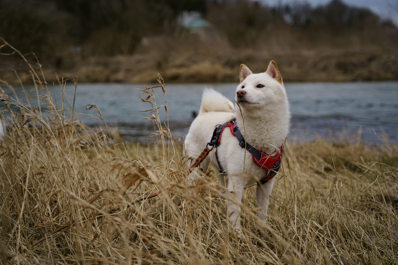 Japanese Dogs: The Most Popular Breeds & What they Cost?