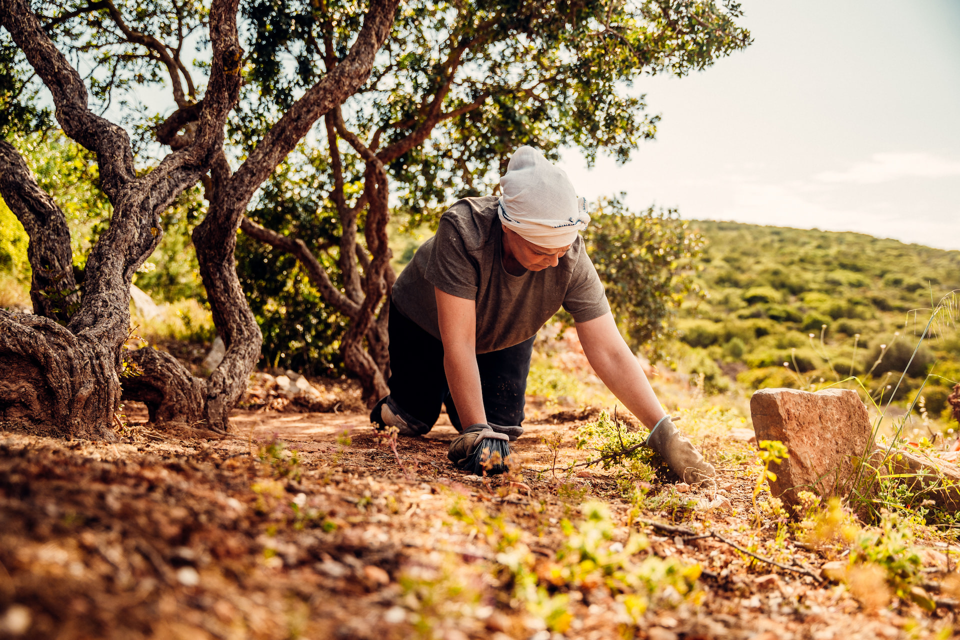 How mastic gum is harvested