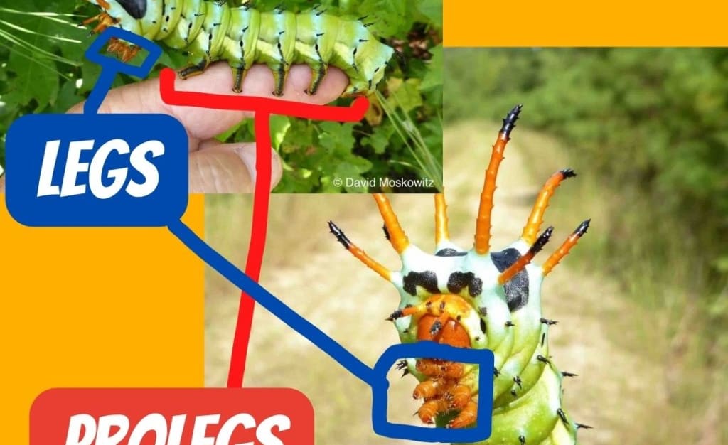 How Many Legs Do Caterpillars Have? Fascinating Facts Unveiled — Pest ...