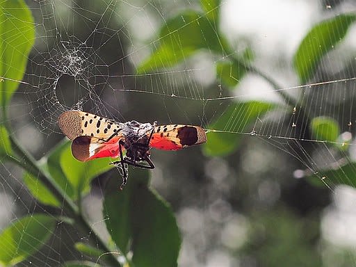 11 Natural Predators That Eat Flies Nature’s Pest Control — Pest Pointer