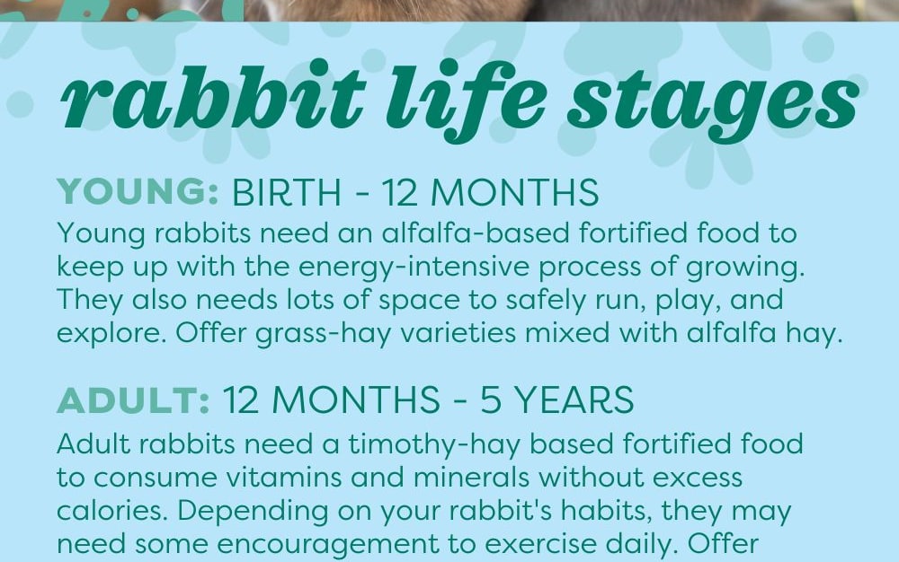 Where Do Bunny Rabbits Live Discover Their Natural Habitats — Pest Pointer