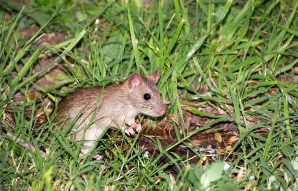 7 Sounds And Noises That Mice Make (How To Identify Them) — Pest Pointer