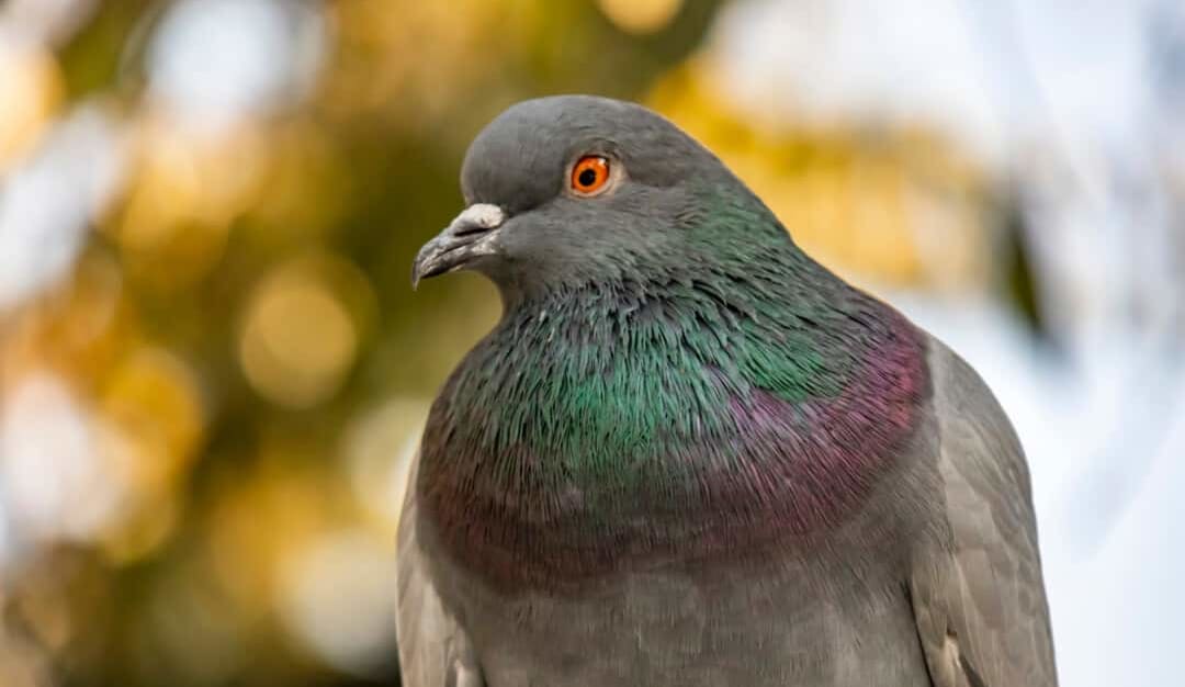 7 Sounds And Noises Pigeons Make (How To Identify Them) — Pest Pointer