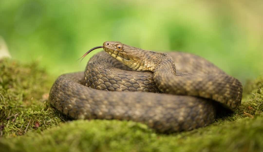 9 Sounds And Noises That Snakes Make (How To Identify Them) — Pest Pointer