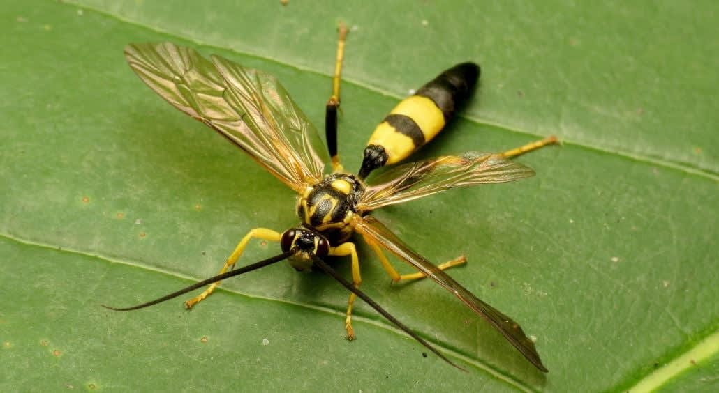 5 Colors Wasps Are Attracted To (And Why They Like Them) — Pest Pointer