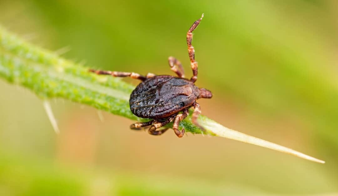 11 Things That Attract Ticks (And How To Repel Them) — Pest Pointer