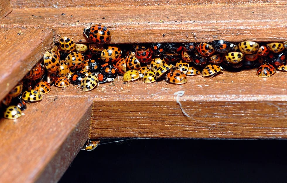 11 Places Ladybugs Go During Winter (And When They Return) — Pest Pointer