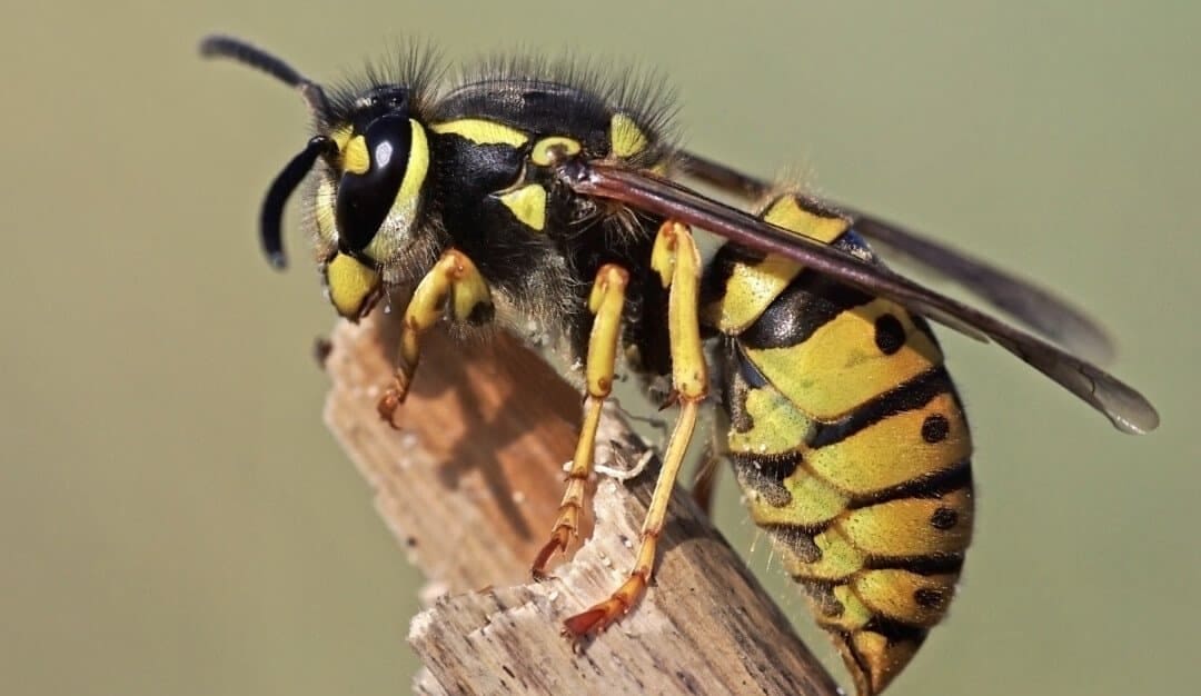 7 Ways Wasps Got Into Your House (And How To Get Them Out) — Pest Pointer