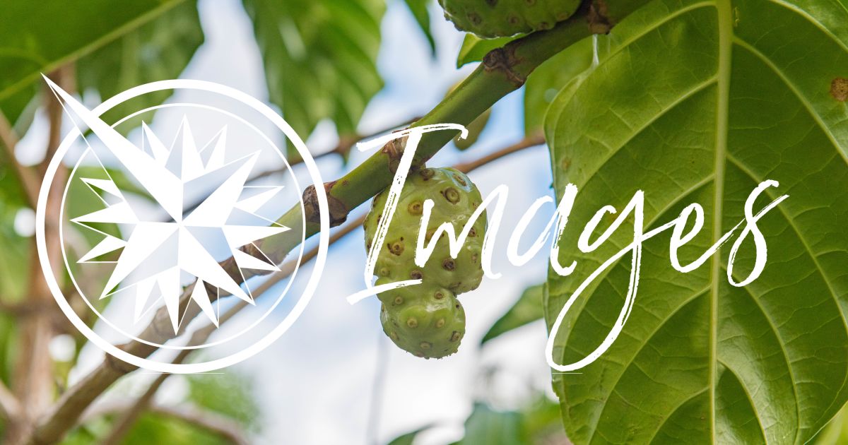 Noni Fruit - Uncommon Caribbean Images