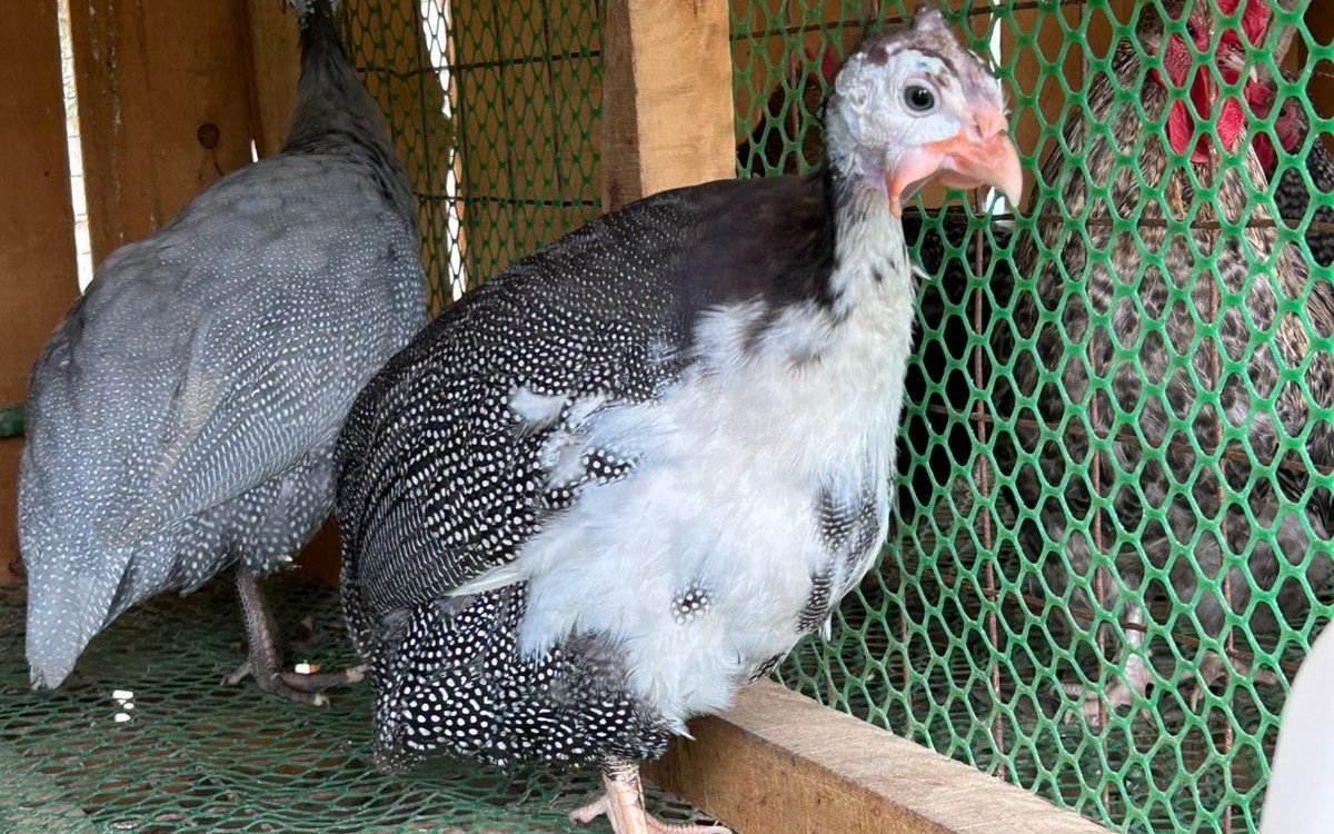 Vulturine Guinea Fowl
