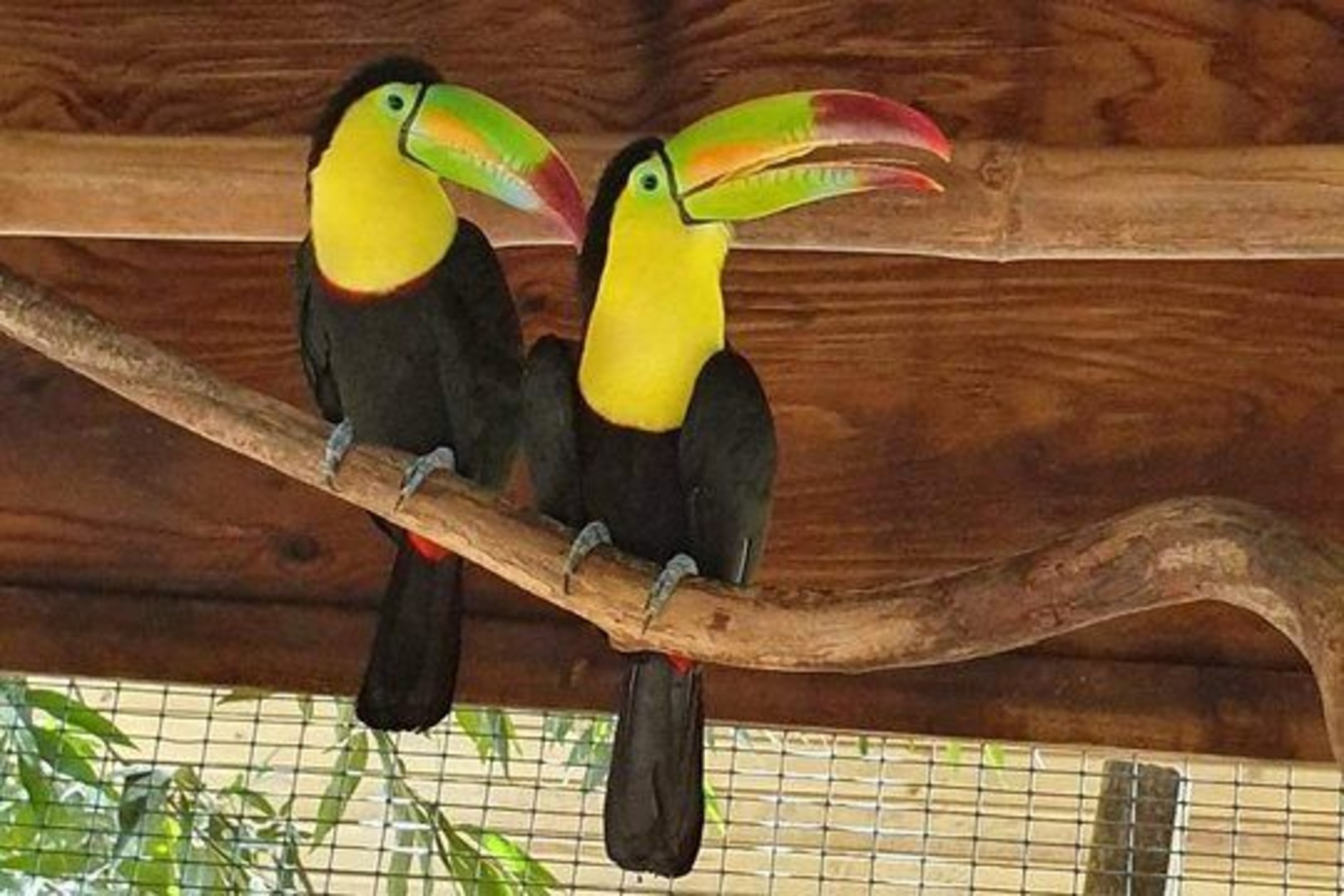 Roatan Excursions | Unforgettable Caribbean Tours & Activities