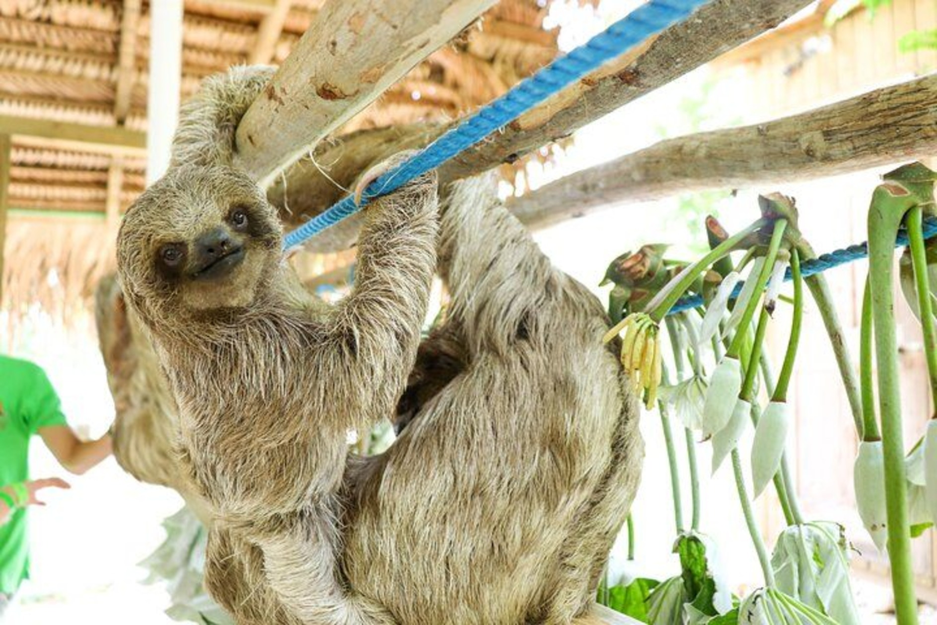 Roatan Excursions | Mayan Jungle Zoo Experience