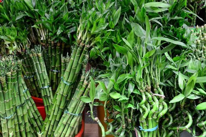 How to Grow Bamboo from Cuttings? - Ways to Know | Spadone Home