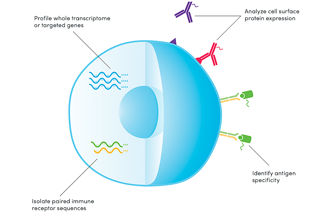 Drive the next immunology breakthroughs with high-sensitivity multiomic ...